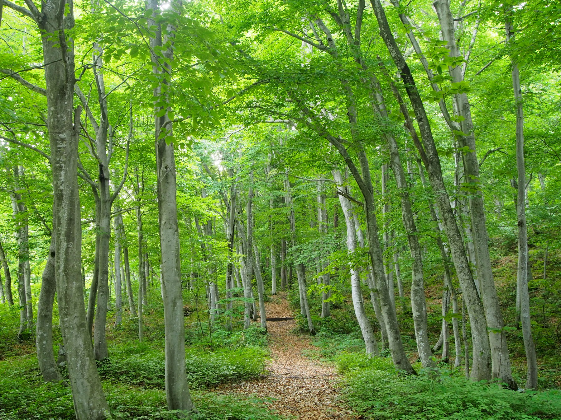 森林 Forest Japaneseclassjp 
